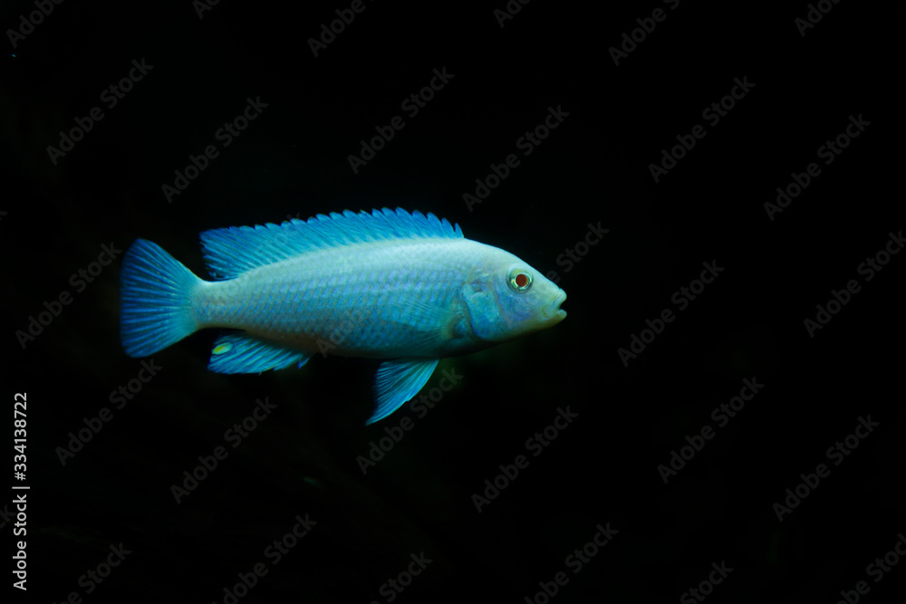 White Cichlid Fish