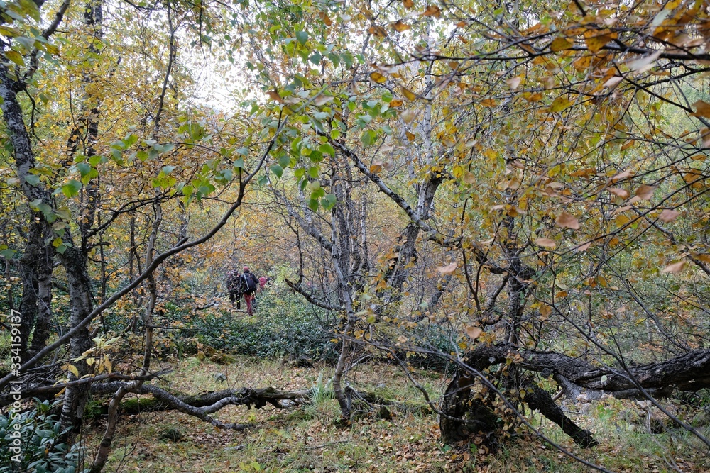 Colorful autumn forest with shrub birch (Betula humilis) in the ...