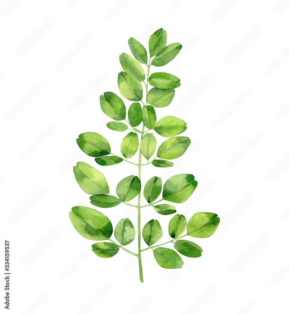 Moringa branch. Tropical tree foliage. Botanical art. Watercolour ...