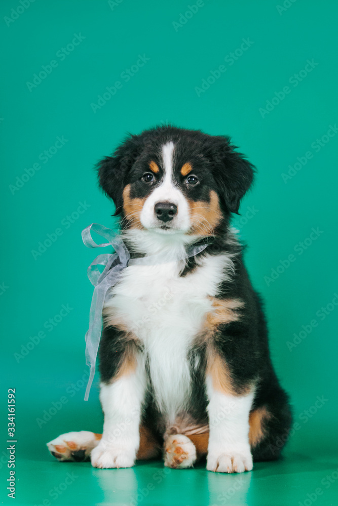 Baby Australian Shepherd Puppies