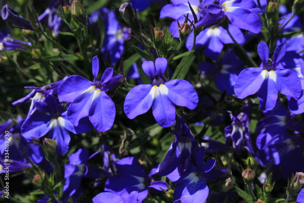 Blue "Trailing Lobelia Sapphire" flowers (or Edging Lobelia, Garden ...