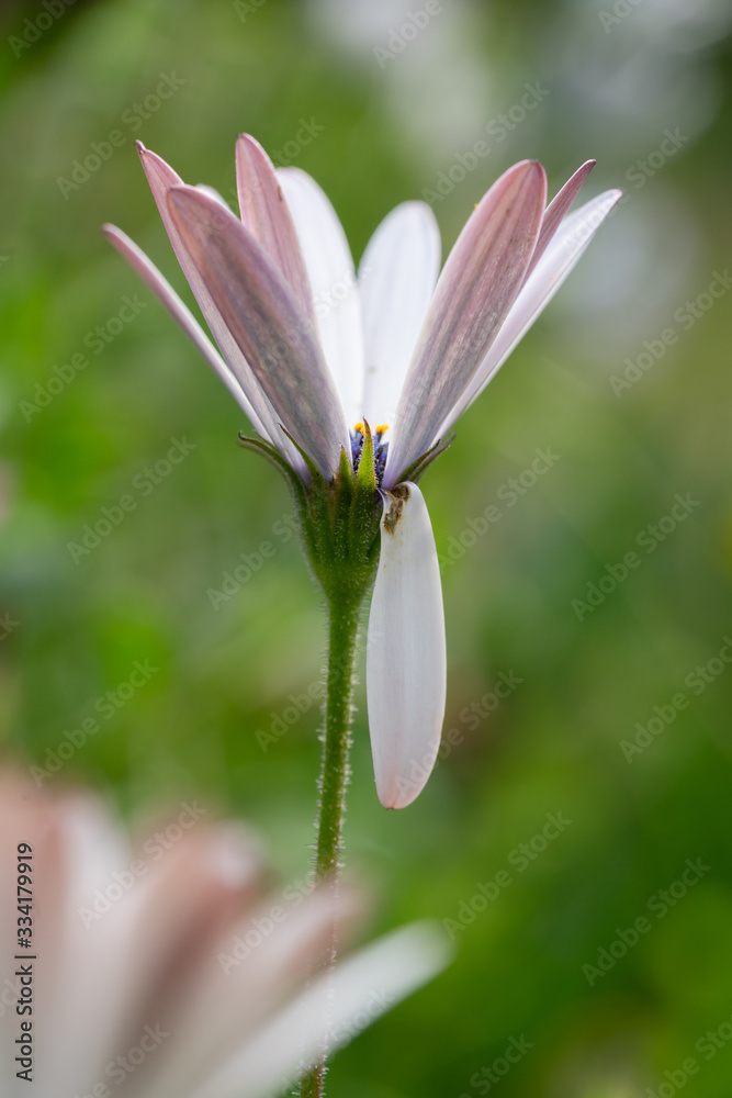 une fleur rose qui perd l'une de ses pétales Stock Photo | Adobe Stock