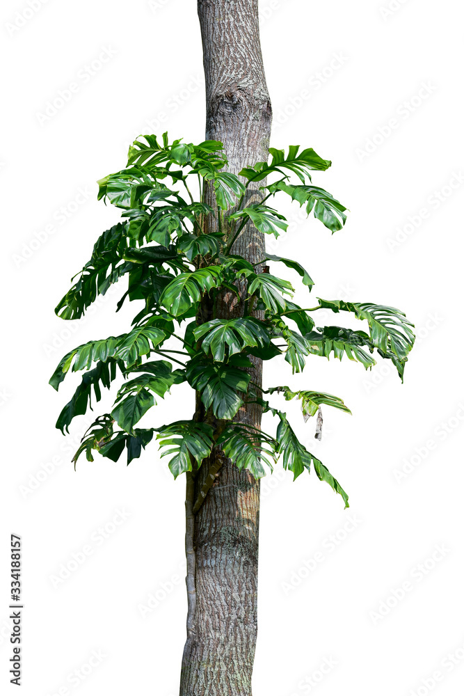 Jungle tree trunk with tropical foliage plants, climbing Monstera ...