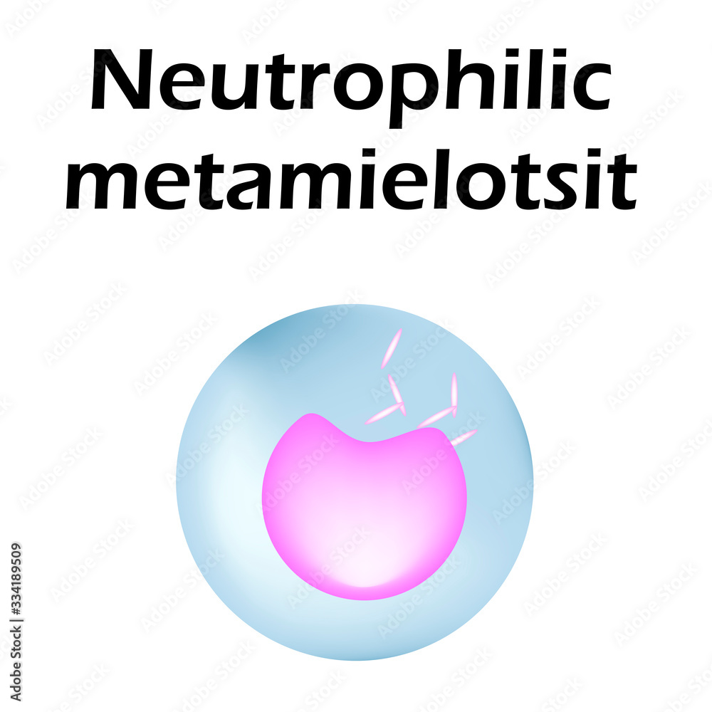 Neutrophils structure. Blood cell neutrophils. Metamyelocytes. White ...