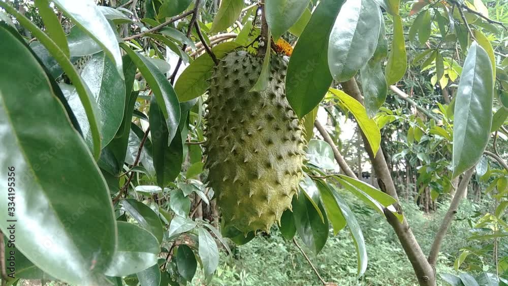 soursop (Annona muricata L., sirsak, durian belanda, graviola, guyabano ...