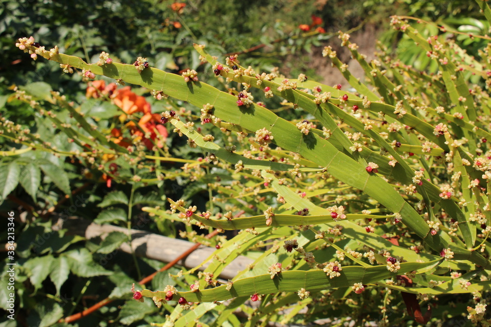 "Centipede Plant" (or Tapeworm Plant, Ribbonbush) in Crete Island ...