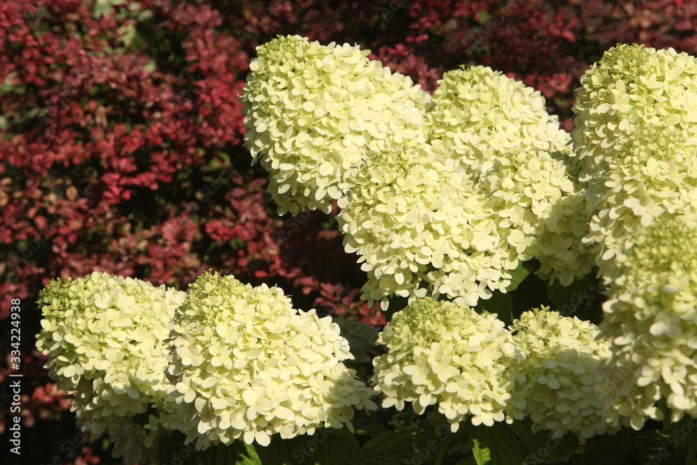 Inflorescences of blossoming green-white Hydrangea Paniculata, grade ...