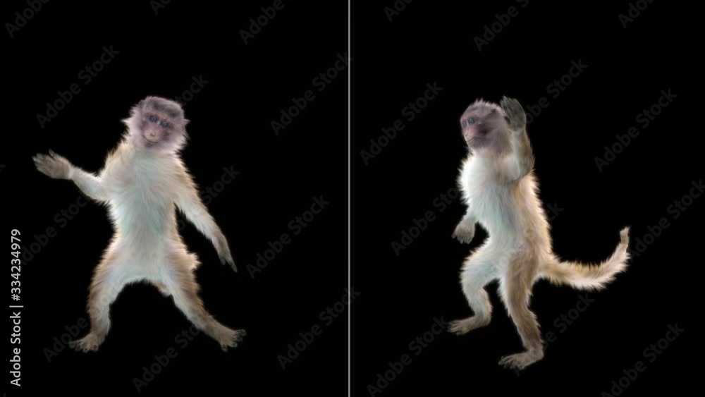 monkeys Dance CG fur 3d rendering animal realistic CGI VFX Animation ...