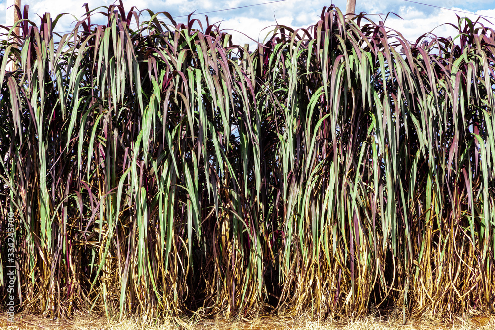 Pennisetum purpureum (updated name: Cenchrus purpureus Schumach), also ...