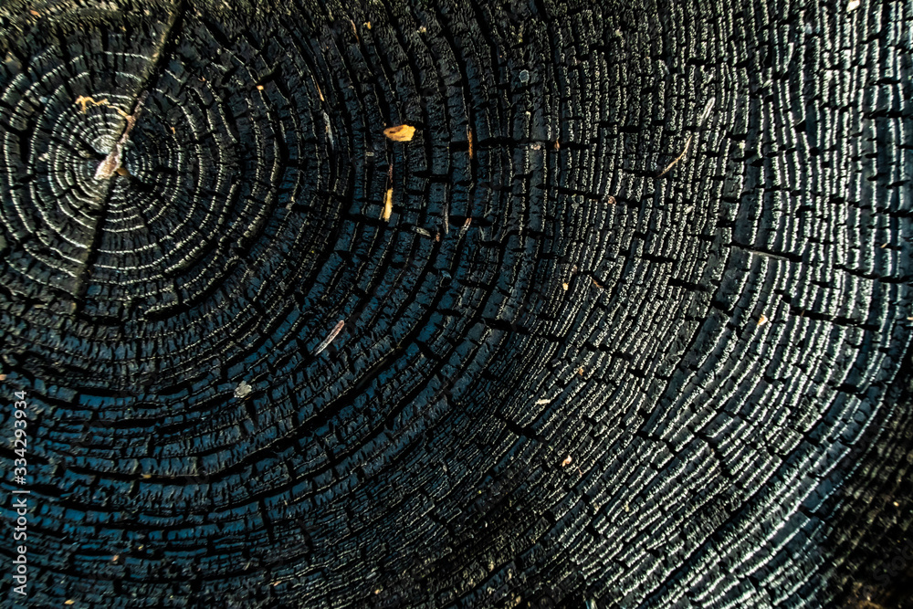 The charred stump of tree felled - section of the trunk with annual ...