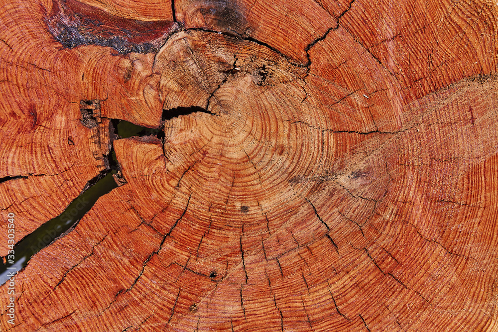 One hundred years old tree cutted log texture used as kitchen tray or ...