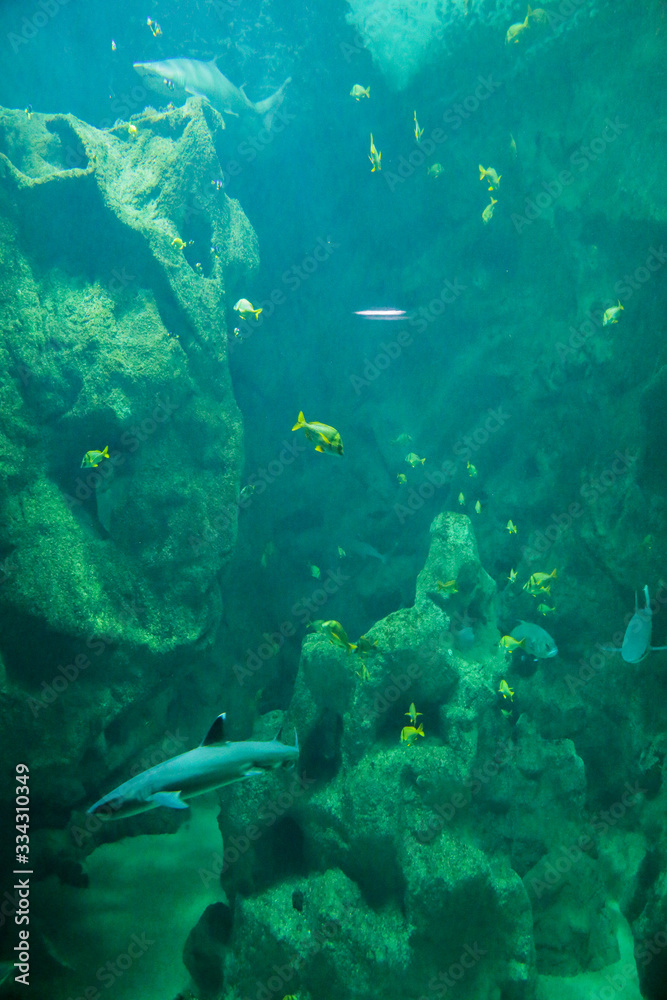 requins, poissons jaunes, rochers, aquarium de la Rochelle Stock Photo ...