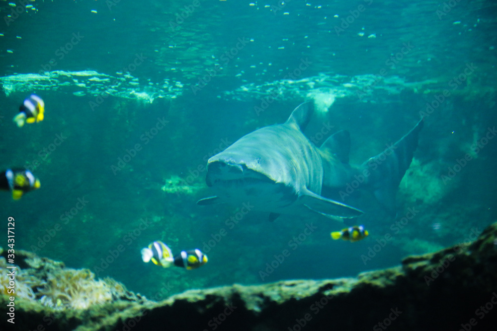 requins, poissons jaunes, rochers, aquarium de la Rochelle Stock Photo ...