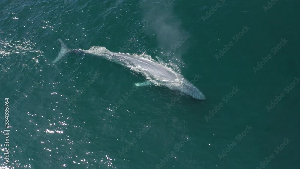 Awesome video of a huge whale lying on the surface of the water ...