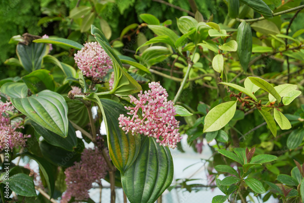 Rose Grape plant. Panicles of magnificent bright pink flowers of ...