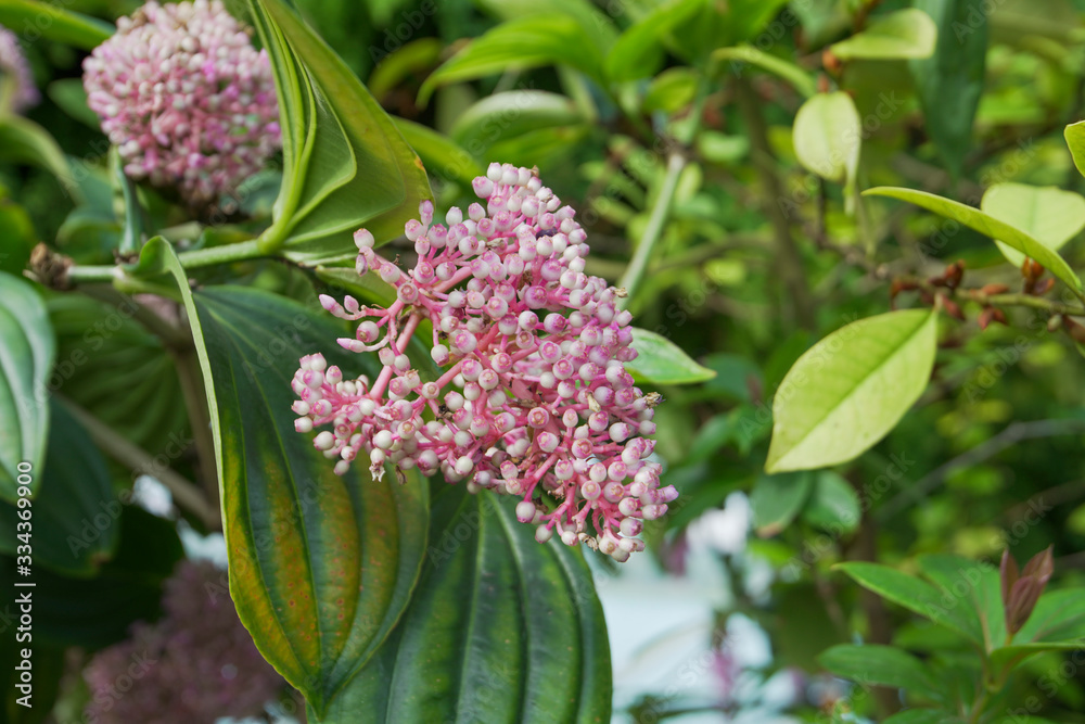 Rose Grape plant. Panicles of magnificent bright pink flowers of ...