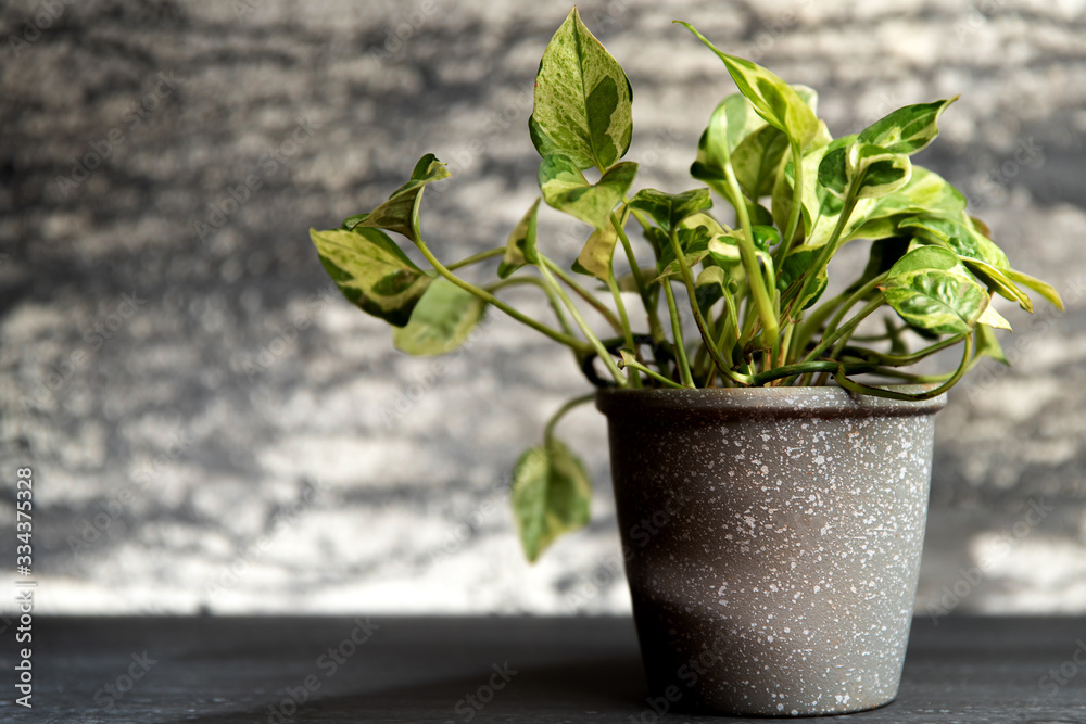Devil's Ivy or Pothos plant potted in a grey pot with white dots on it ...