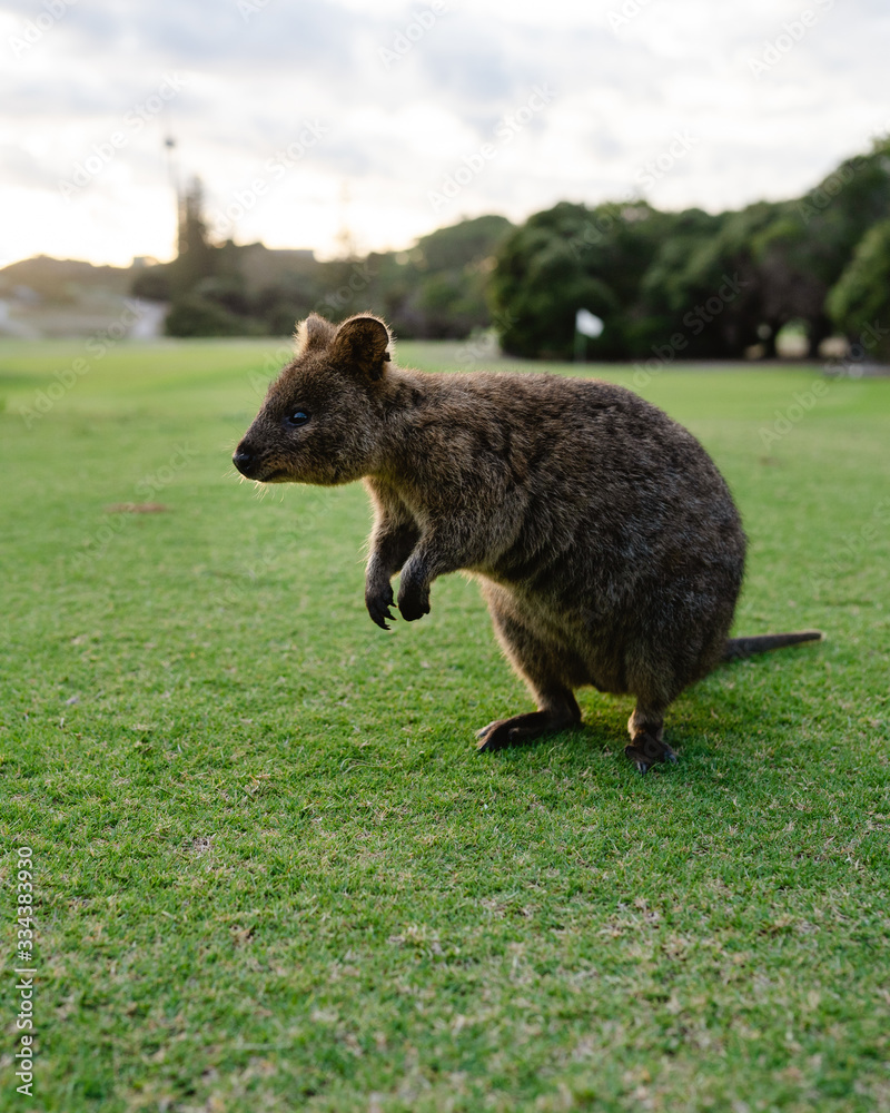 Quokka on Rottnest Island, Perth, Western Australia. The friendliest ...