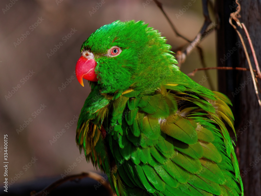 The superb parrot, Polytelis swainsonii, also known as Barraband's ...