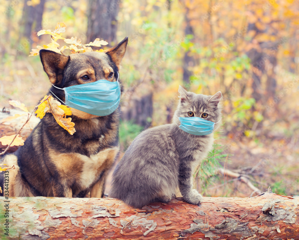 Dog and cat in medical face mask (respirator) outdoors. Medical concept ...