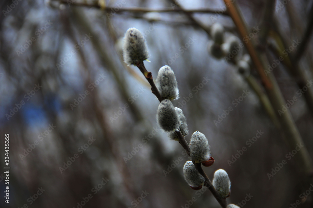 Willow flowering Close-up. Natural Spring Easter Palm Sunday Background ...