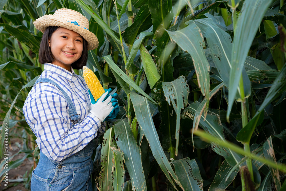 Young little girl harvesting and peeling corn in corn field. She’s ...