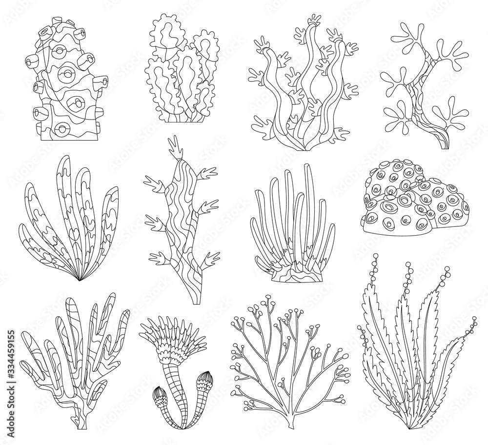 Ocean Plant Life Drawings
