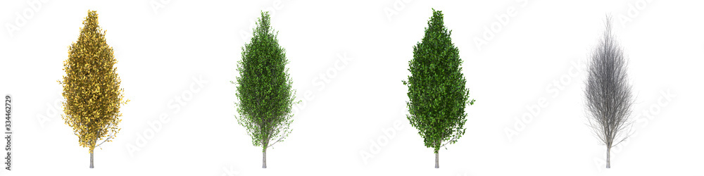 Pyramidal European hornbeam young grown real trees isolated on alpha ...