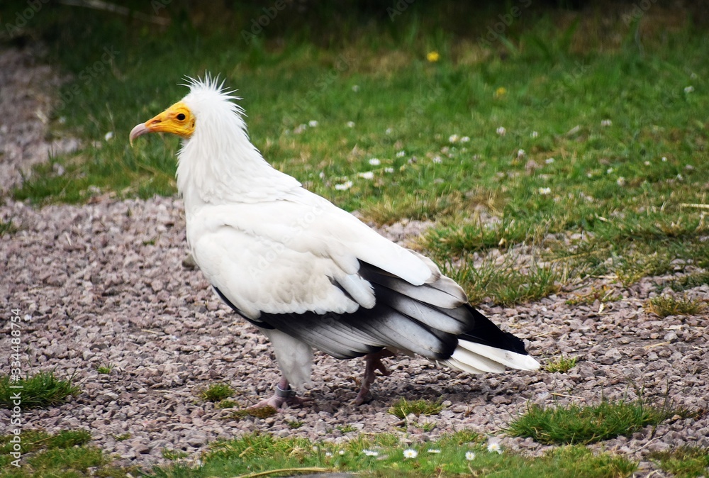 The Egyptian Vulture, Neophron Percnopterus, also called the White ...