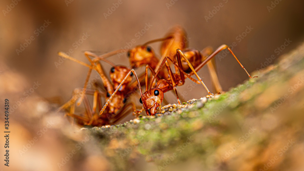 Fire ant on branch in nature green background, Life cycle Stock Photo ...