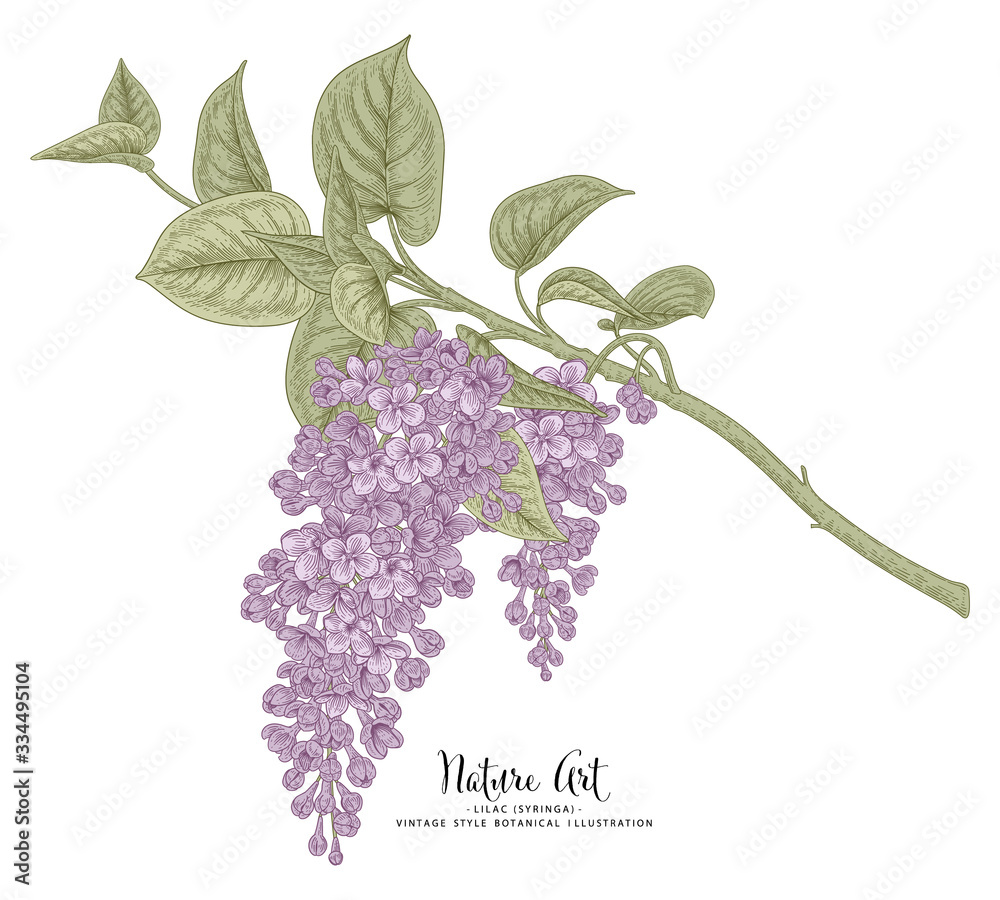 Sketch Floral decorative set. Lilac (syringa) flower drawings. Black ...