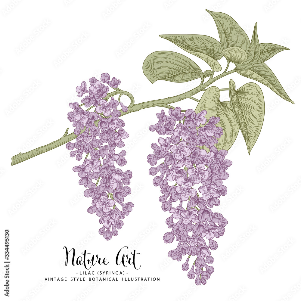 Sketch Floral decorative set. Lilac (syringa) flower drawings. Black ...