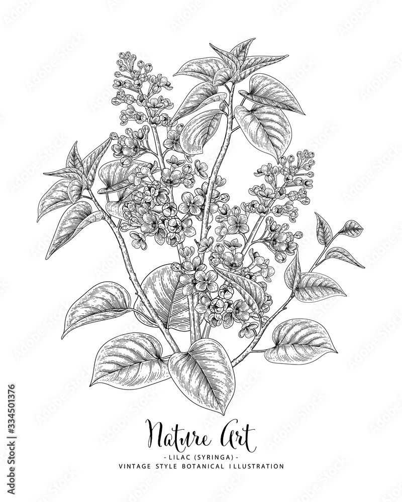 Sketch Floral decorative set. Lilac (syringa) flower drawings. Black ...