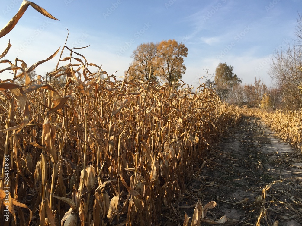 Dry corn field. No harvest. Dead crops. Drought Stock Photo | Adobe Stock