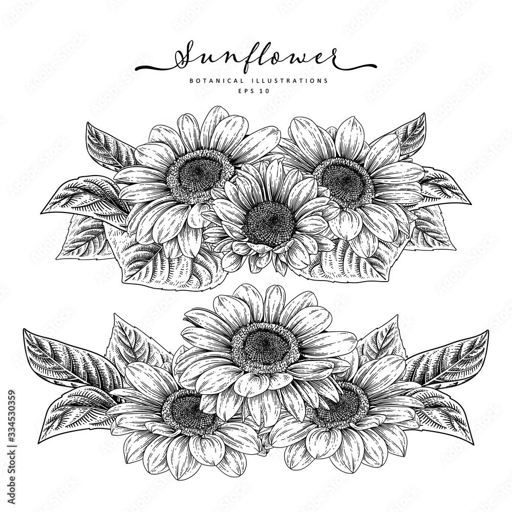 Sunflower Drawings In Black And White