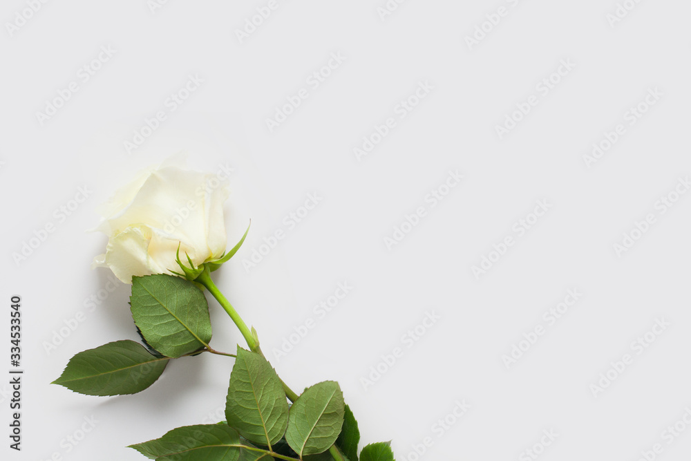 White rose on a white background, with place for text, with copy space ...