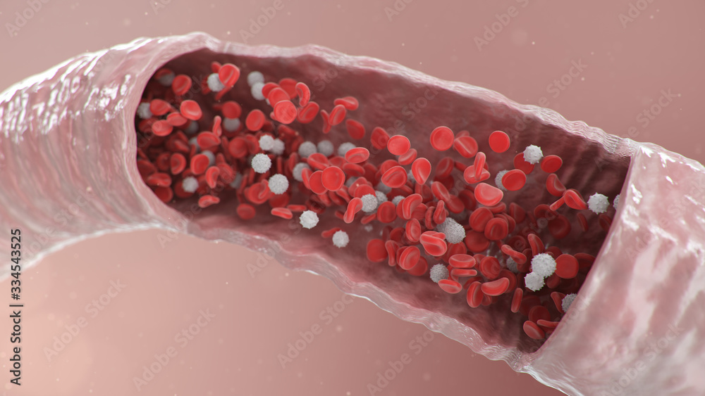 Cross section artery view. Red blood cells inside an artery, vein ...