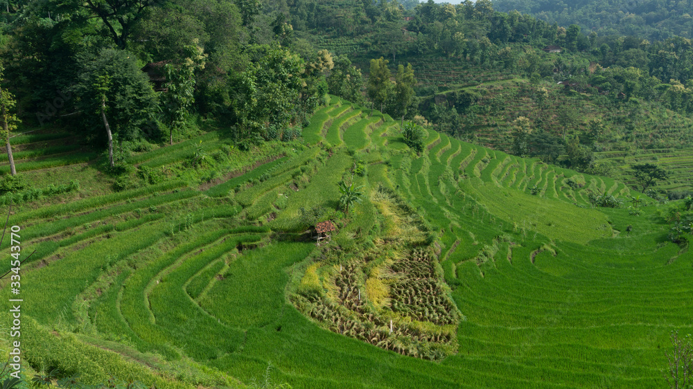 Foto de Paddy farming using the terracing method, one way to reduce ...