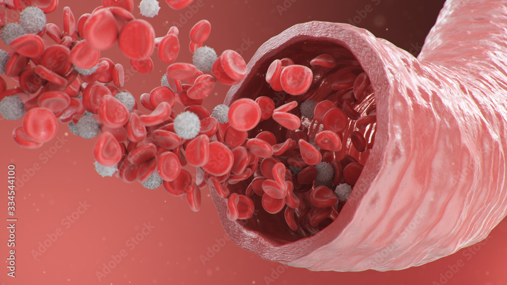 3d illustration of red blood cells inside an artery, vein. Healthy ...