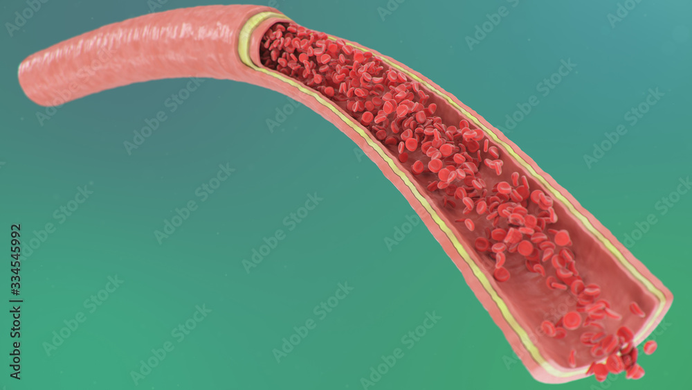Cross section artery view. Red blood cells inside an artery, vein ...