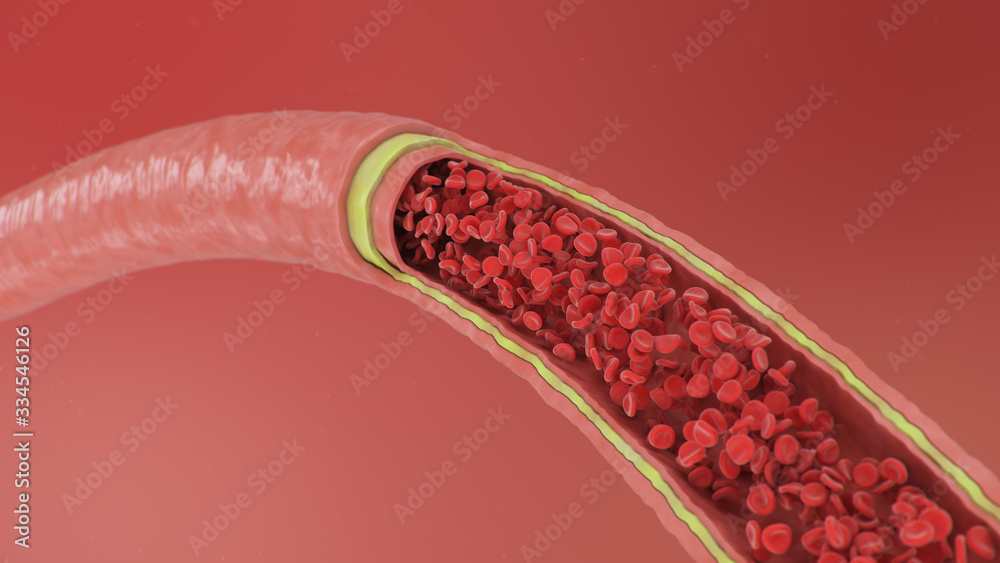 Cross section artery view. Red blood cells inside an artery, vein ...