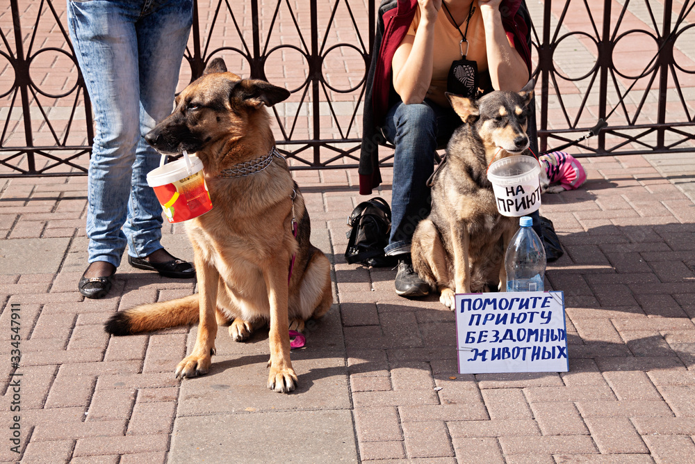 Perros con sus dueñas pidiendo limosna en la calle. Stock Photo | Adobe ...