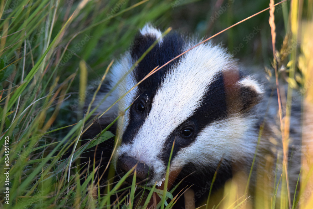 Cute Baby Badger