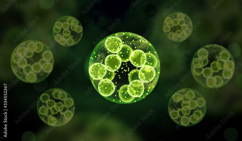 Green Algae Cell
