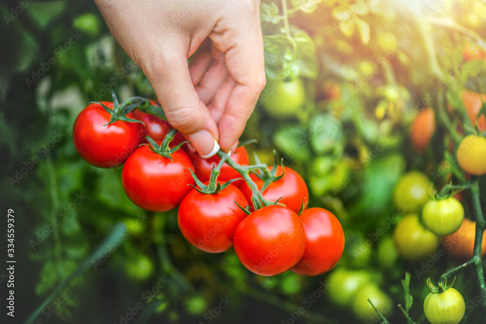 Farm Fresh Tomatoes