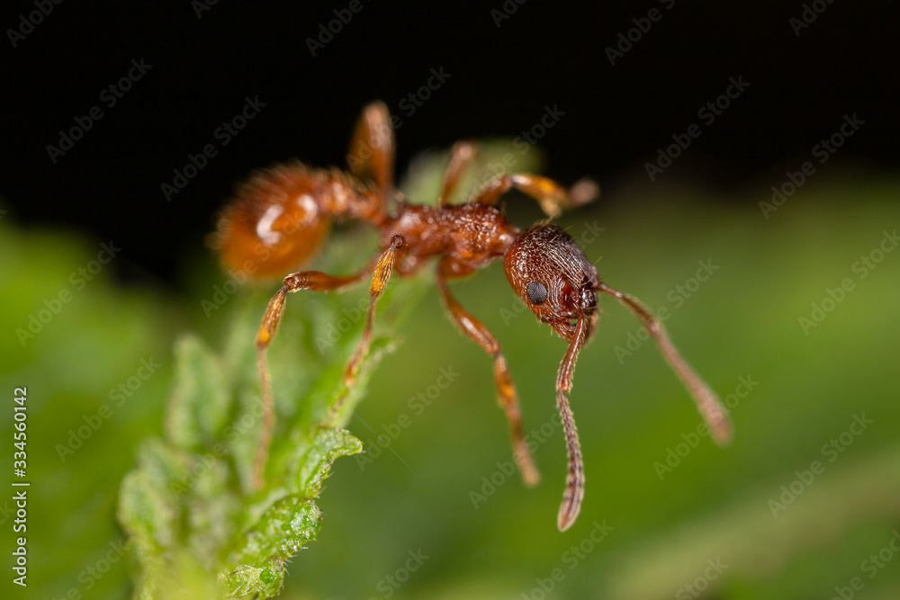 Myrmica rubra, also known as the European fire ant or common red ant ...
