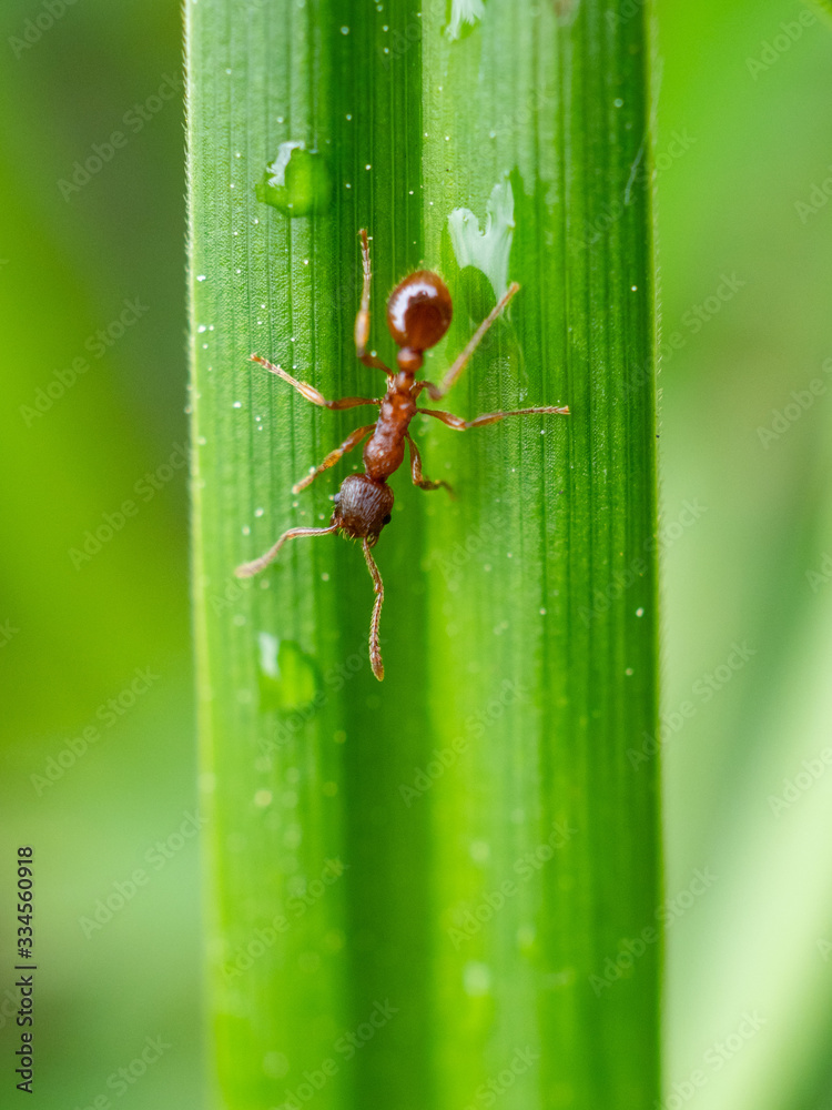 Myrmica rubra, also known as the European fire ant or common red ant ...