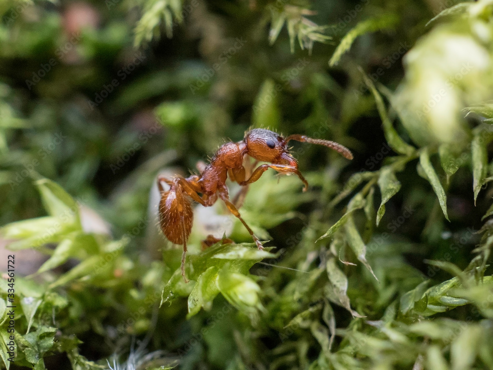 Myrmica rubra, also known as the European fire ant or common red ant ...