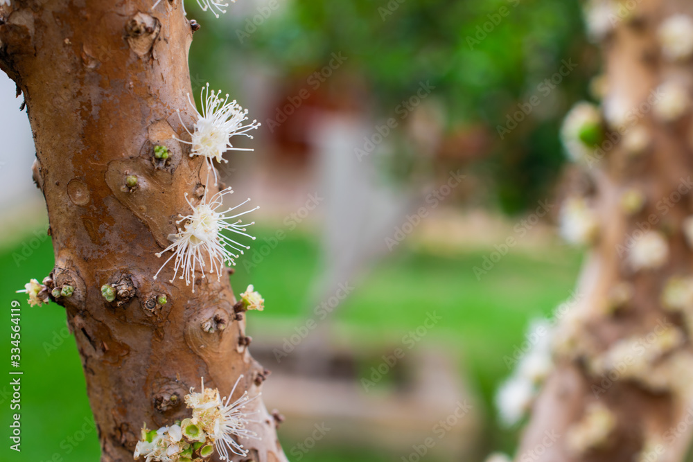 Flower. Exotic. Jabuticaba blooming on the tree. Jabuticaba is the ...