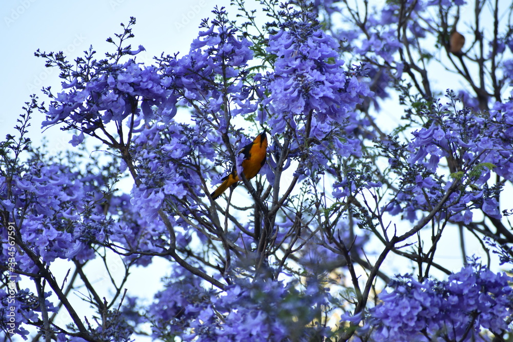 Árbol de Jacaranda con ave de color amarillo foto de Stock | Adobe Stock
